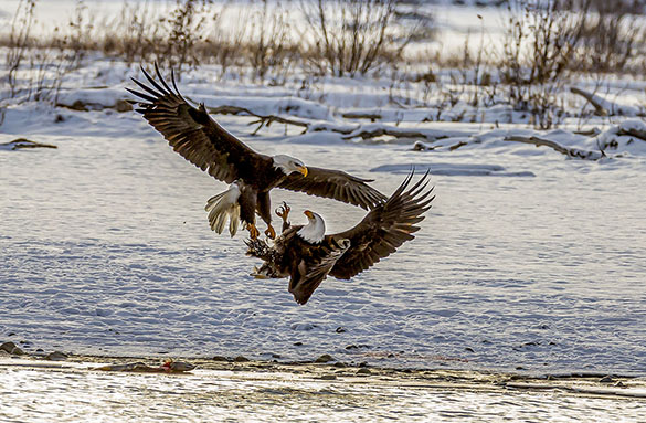 Bald Eagles Photo Gallery