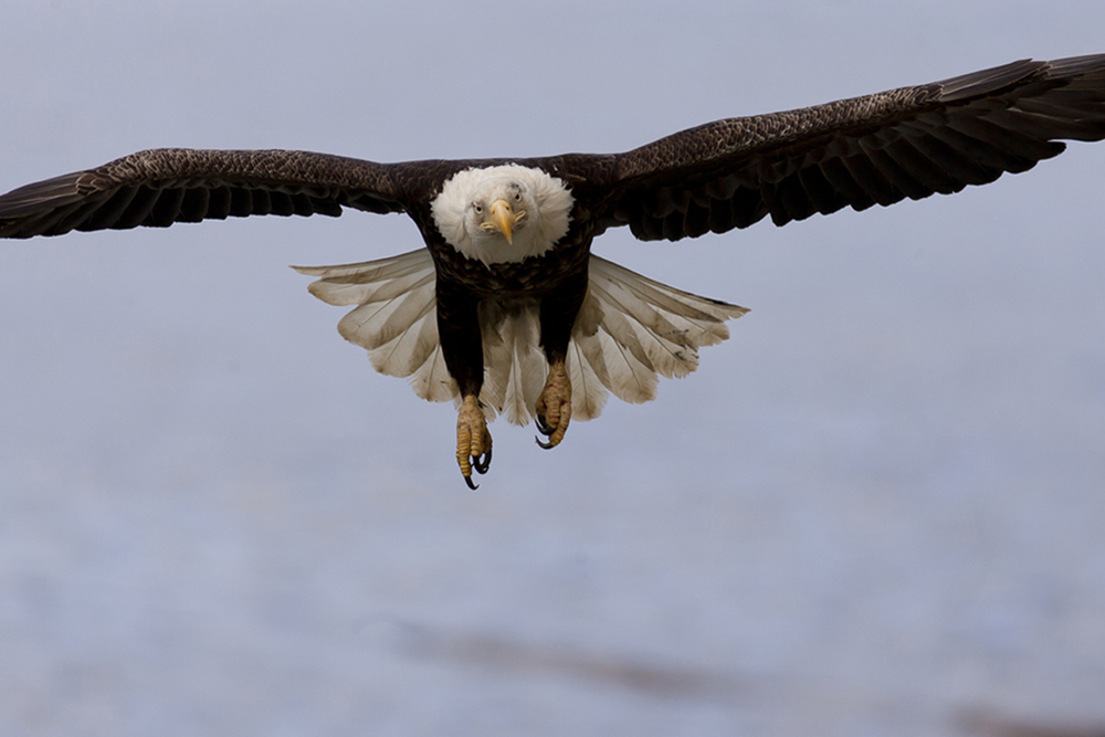 Wildlife, Nature and Landscape Photo Gallery